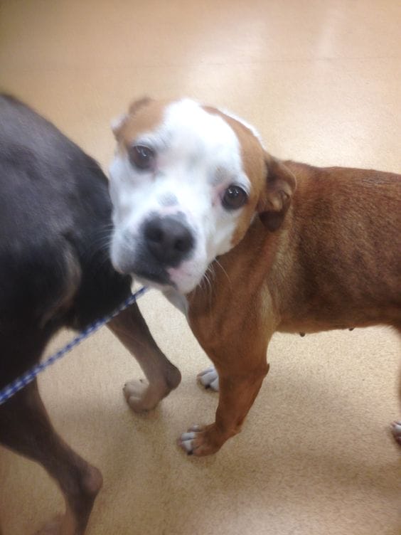 48 Ridiculously Cute Pug Mixes You Have To See To Believe - PetPress