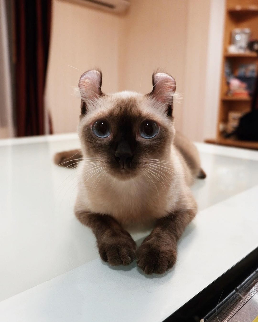 15 Magnificent Facts About The American Curl Cat - PetPress