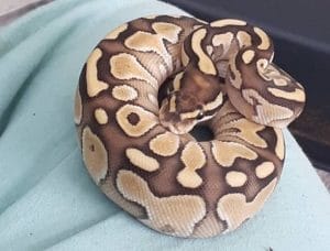 Best Male Snake Names - 140 Great Ideas For Naming Your Pet Snake ...