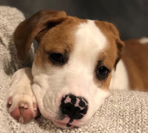 33 Gorgeous Boxer Dog Mixes You Just Have To See - PetPress