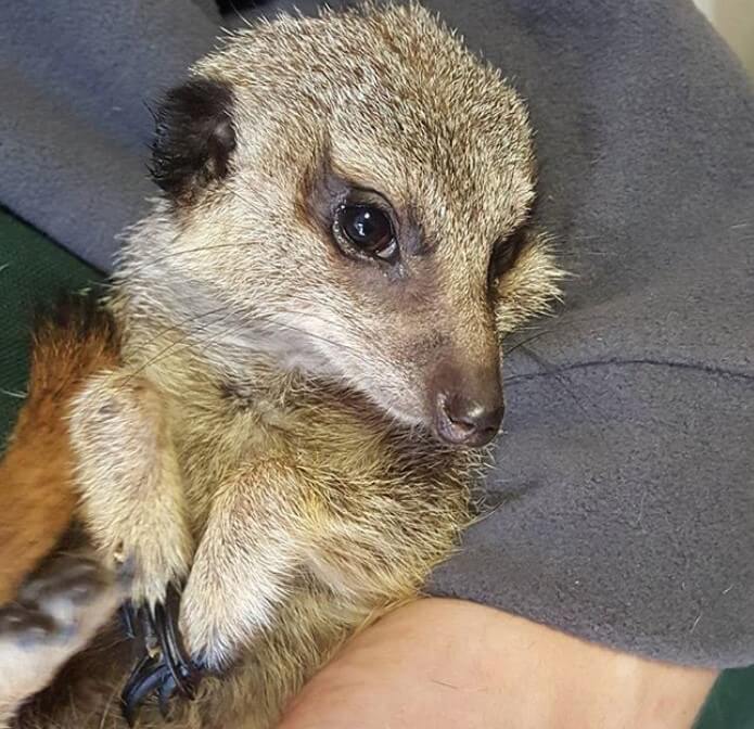 Top 200+ Meerkat Names: Unique and Cute Names for Your Meerkat