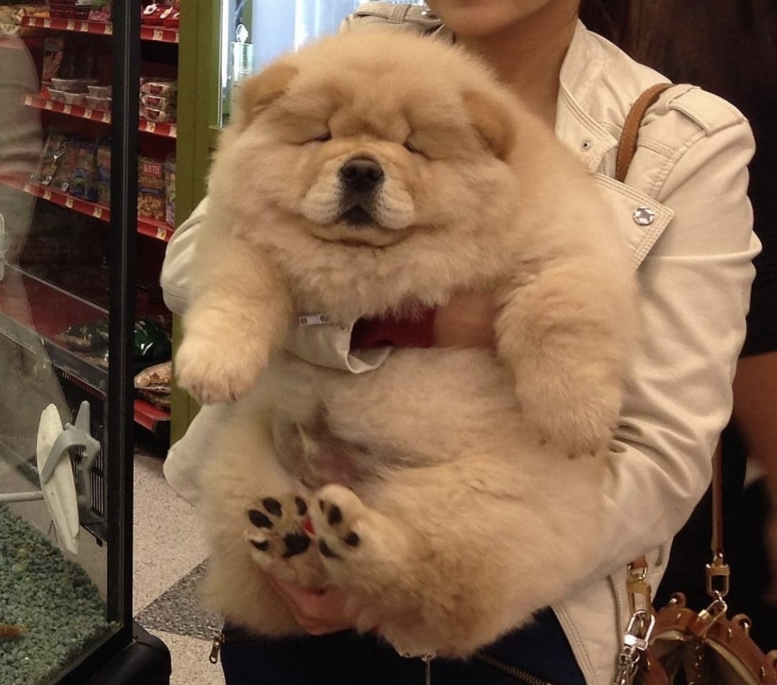 14 Pics Proving That Chow Chow is the Cutest Dog Breed Ever - PetPress