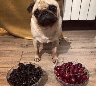14 Photo Evidence That Pugs Are Real Gourmets! - PetPress