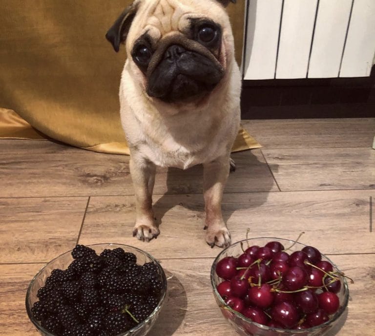 14 Photo Evidence That Pugs Are Real Gourmets! - PetPress