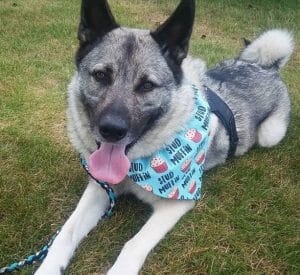 14 Historical Facts About The Hunter Dog – Norwegian Elkhound - Page 2 ...