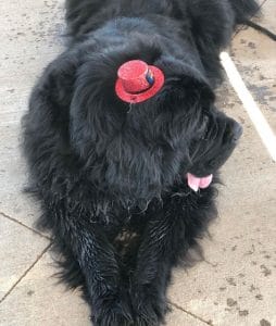 14 Interesting Facts About Newfoundlands - Page 3 of 3 - PetPress