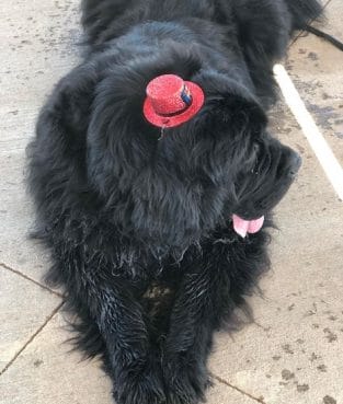 14 Interesting Facts About Newfoundlands - Page 3 of 3 - PetPress