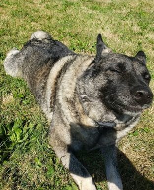 14 Historical Facts About The Hunter Dog – Norwegian Elkhound - Page 2 ...