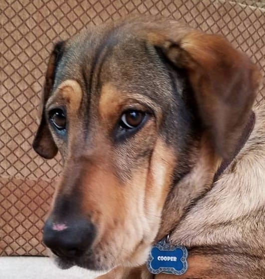 27 Basset Hound Mixes That Will Melt Your Unloving Heart - PetPress