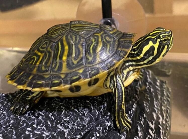 200+ Cute Names for Your Pet Turtle - PetPress