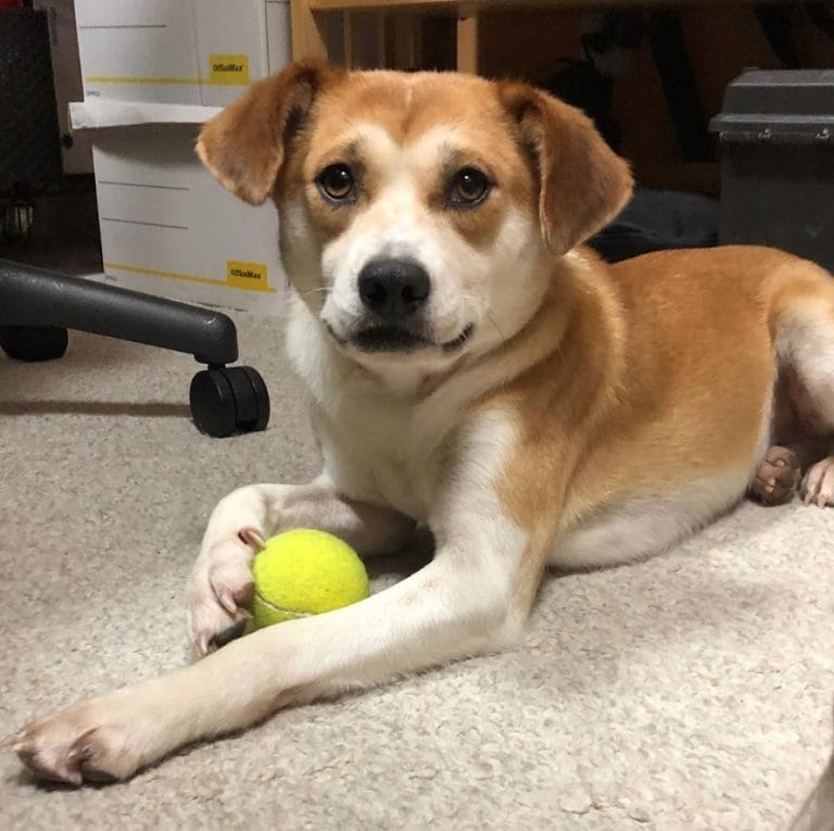 33 Beagle Mixed Breeds: List of Beagle Mix Breed Dogs - PetPress