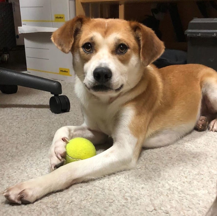 33 Beagle Mixed Breeds: List of Beagle Mix Breed Dogs - PetPress