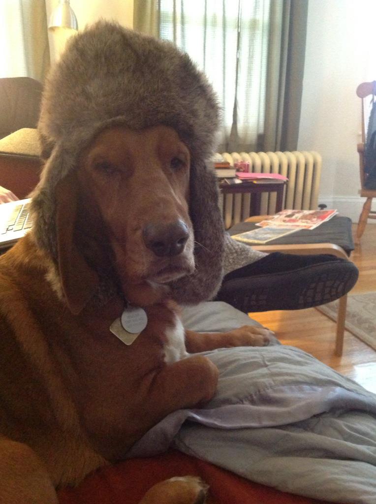 40 Cute Dachshund Mixes That Will Melt Your Heart