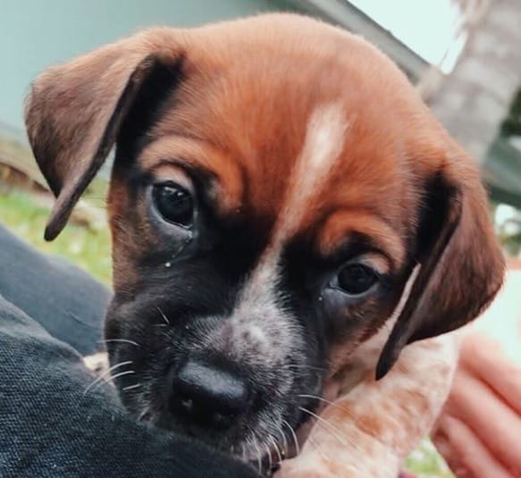 27 Basset Hound Mixes That Will Melt Your Unloving Heart - PetPress