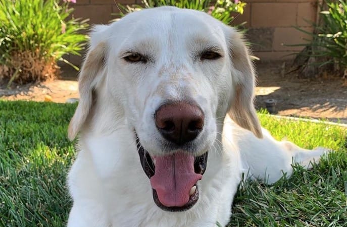 27 Basset Hound Mixes That Will Melt Your Unloving Heart - PetPress