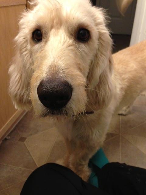 27 Basset Hound Mixes That Will Melt Your Unloving Heart - PetPress