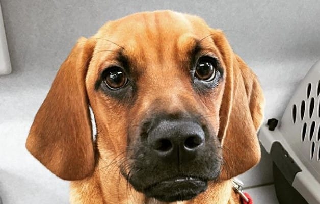 27 Basset Hound Mixes That Will Melt Your Unloving Heart - PetPress