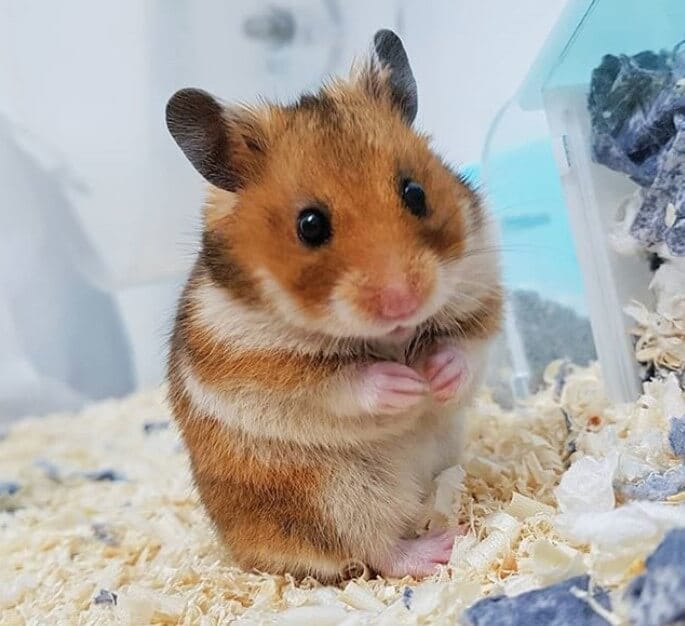 Top 400 Male Hamster Names - Which One Is Your Favorite?