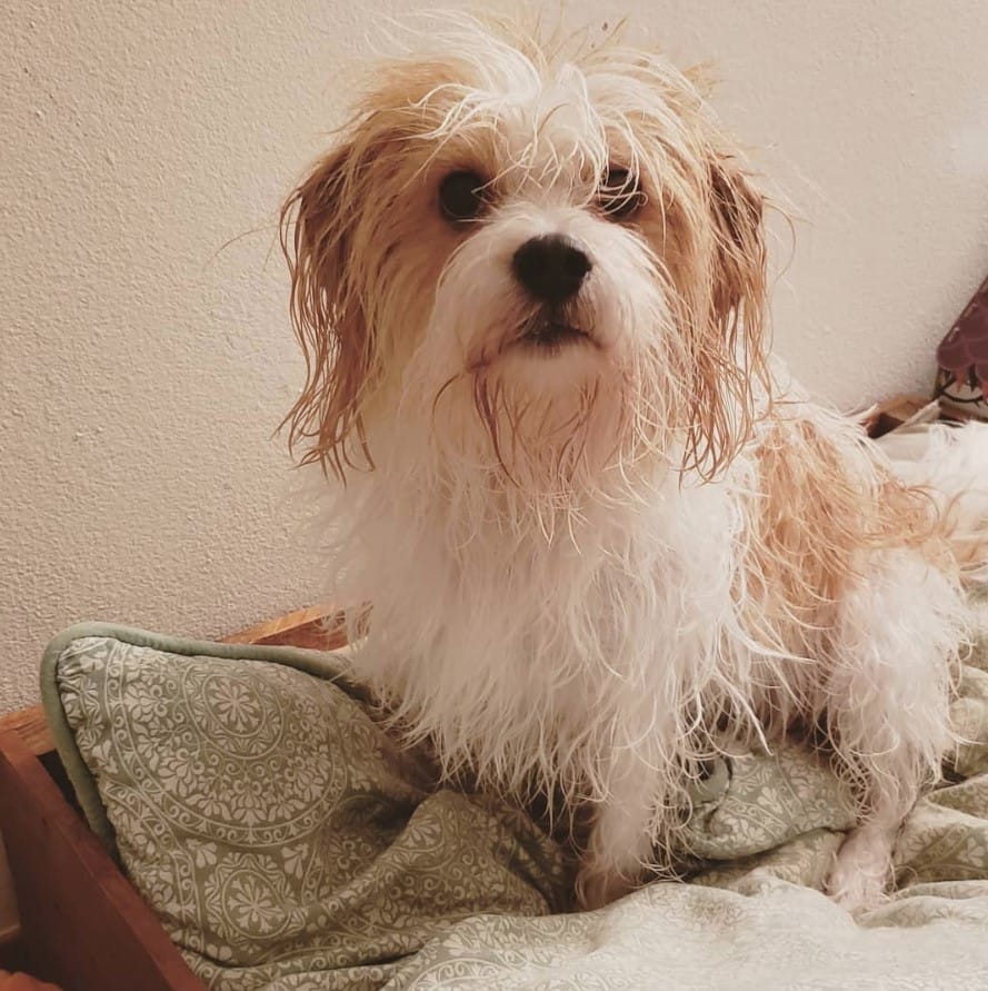 33 Beagle Mixed Breeds: List of Beagle Mix Breed Dogs - PetPress