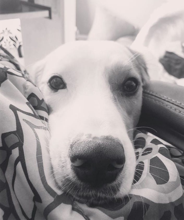 33 Beagle Mixed Breeds: List of Beagle Mix Breed Dogs - PetPress