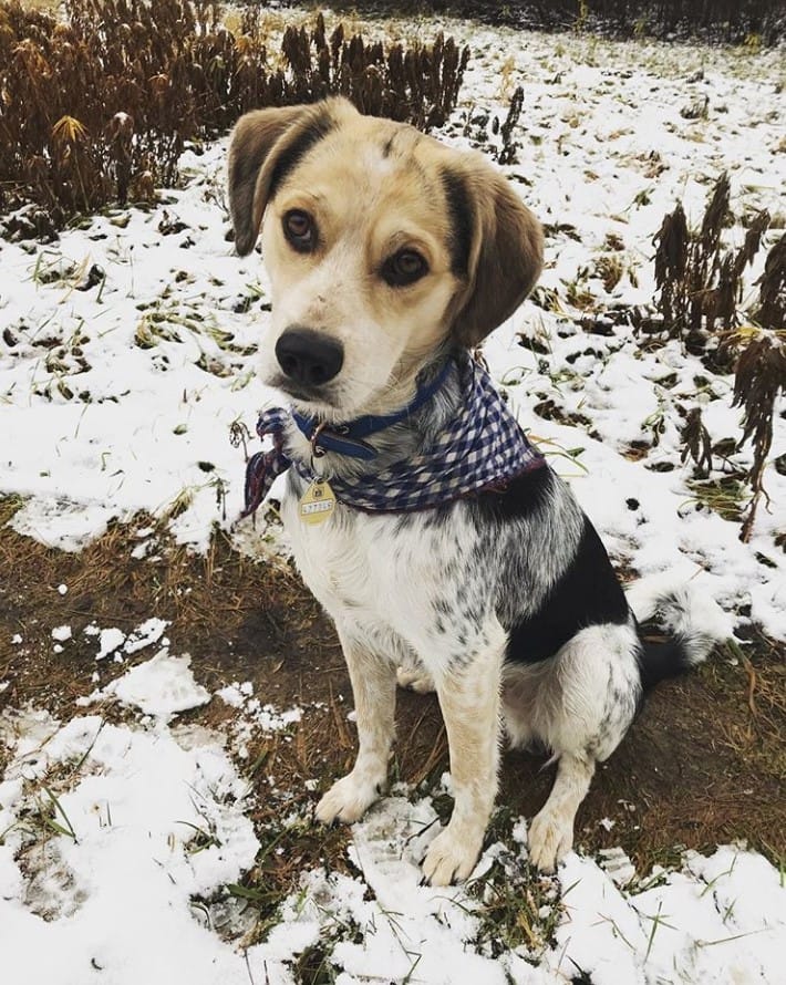 33 Beagle Mixed Breeds: List of Beagle Mix Breed Dogs - PetPress