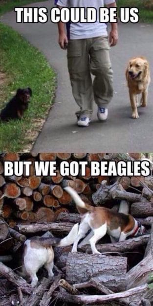 14 Funny Beagle Memes To Make Your Day - Page 3 of 3 - PetPress