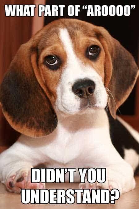 14 Funny Beagle Memes To Make Your Day - PetPress