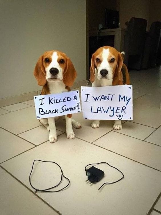 14 Funny Beagle Memes To Make Your Day - PetPress