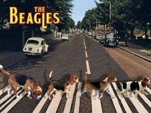 14 Funny Beagle Memes To Make Your Day - PetPress