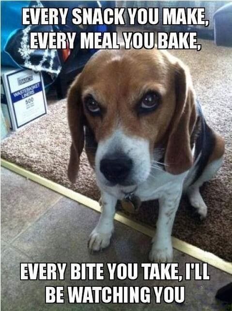 14 Funny Beagle Memes To Make Your Day - Page 2 of 3 - PetPress