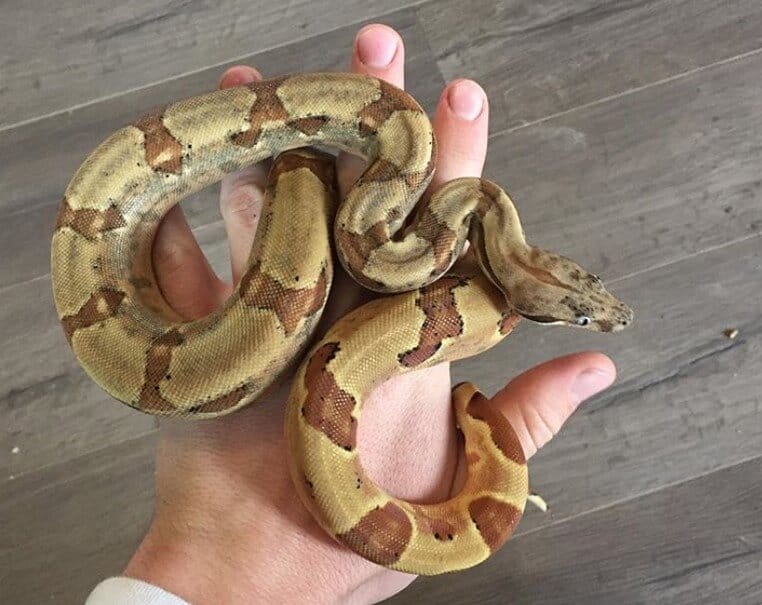 Pet Snake Names - 500+ Inspiring Ideas For Naming Your Pet Snake - PetPress