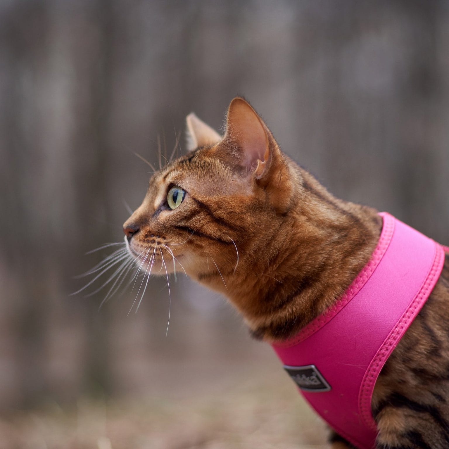 15 Fascinating Facts About Bengal Cats - PetPress