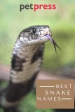 Pet Snake Names - 500+ Inspiring Ideas For Naming Your Pet Snake - PetPress