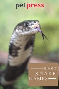 Pet Snake Names - 500+ Inspiring Ideas For Naming Your Pet Snake - PetPress