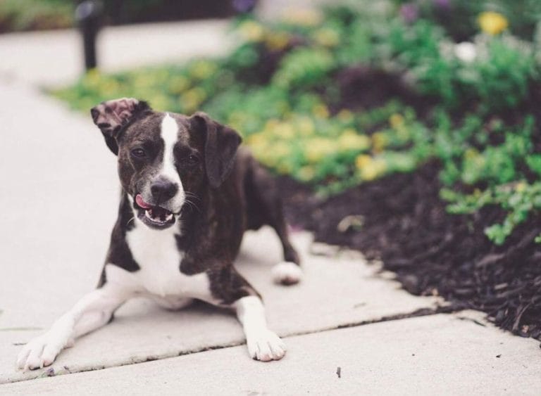 33 Beagle Mixed Breeds: List of Beagle Mix Breed Dogs - PetPress