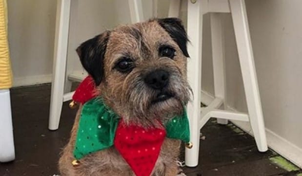 14 Facts About Border Terriers - PetPress