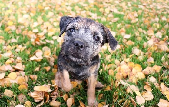 16 Things To Know About the Border Terrier - PetPress