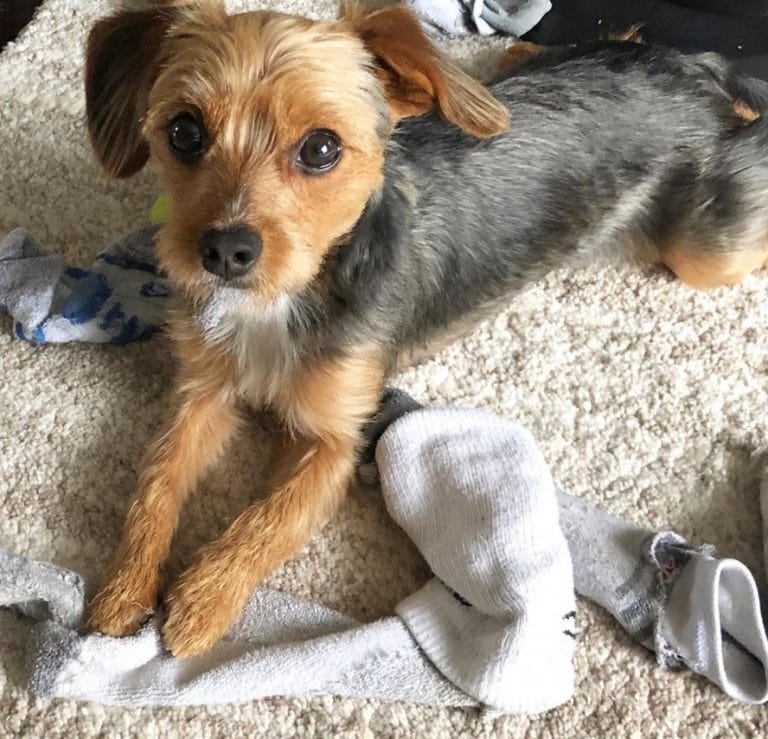 33 Beagle Mixed Breeds: List of Beagle Mix Breed Dogs - PetPress