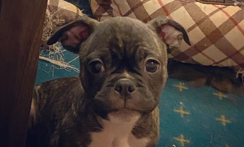 48 Ridiculously Cute Pug Mixes You Have To See To Believe - PetPress