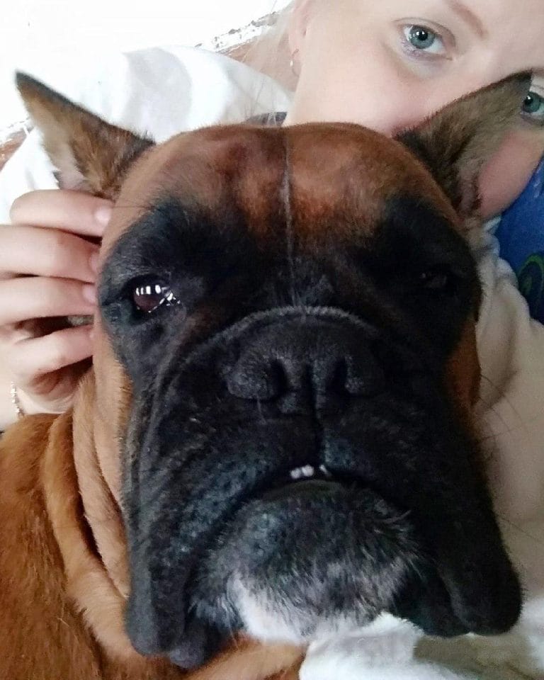 14 Reasons Why Boxers are The Most Serious Dogs Ever