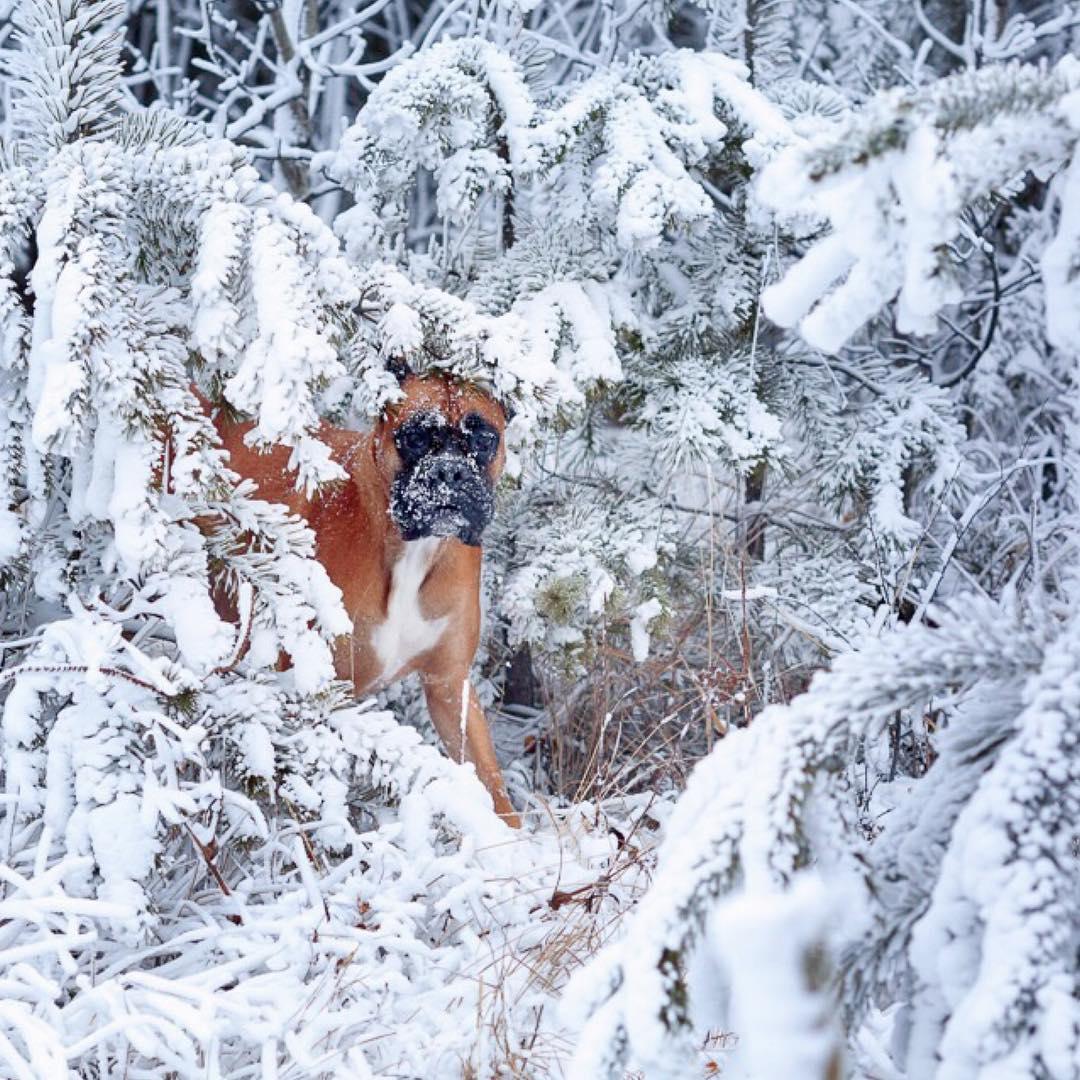 14 Boxer Dogs That Love the Cold Weather - PetPress