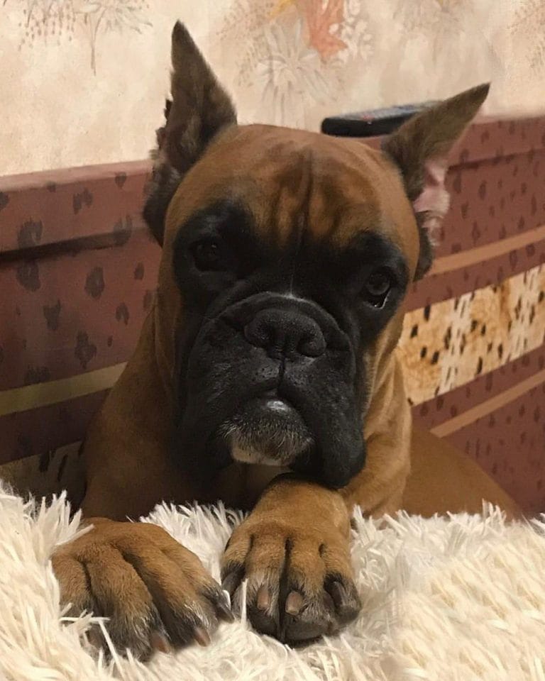 14 Reasons Why Boxers are The Most Serious Dogs Ever