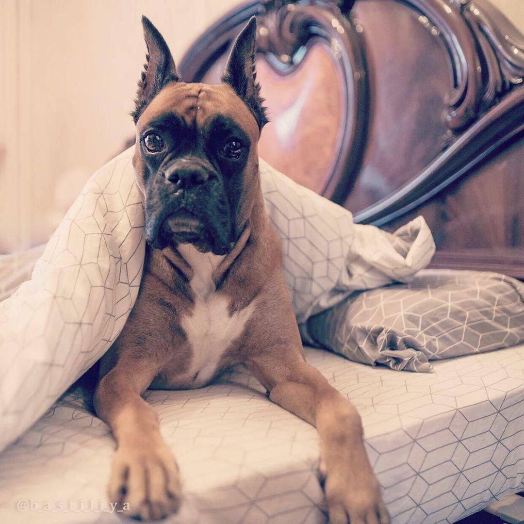 14 Boxer Dogs That Love the Cold Weather - PetPress