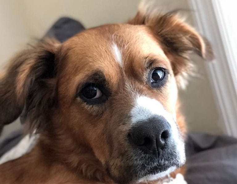 33 Gorgeous Boxer Dog Mixes You Just Have To See - PetPress