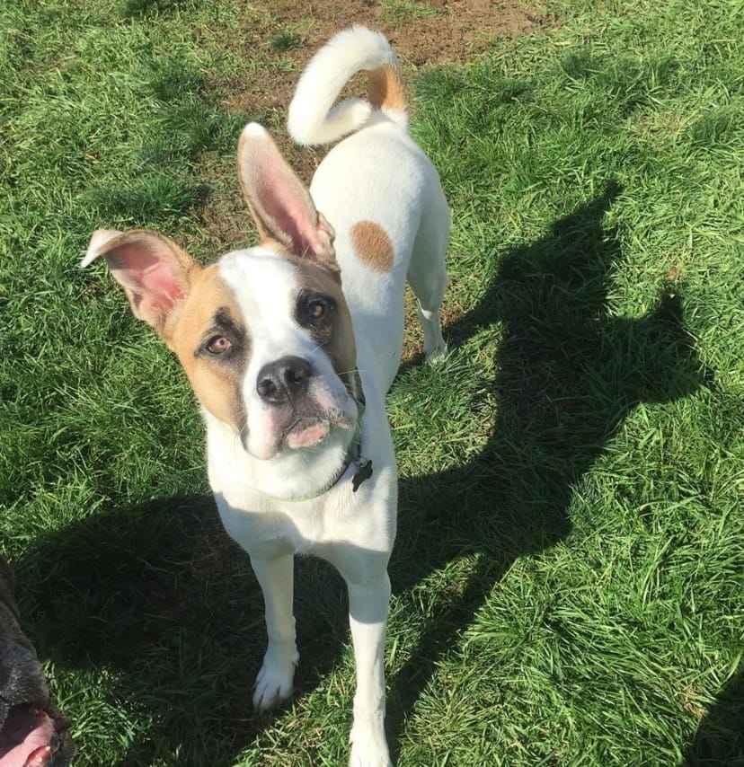 33 Gorgeous Boxer Dog Mixes You Just Have To See - PetPress