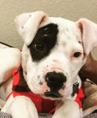 33 Gorgeous Boxer Dog Mixes You Just Have To See - PetPress