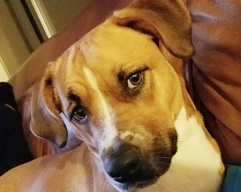 33 Gorgeous Boxer Dog Mixes You Just Have To See - PetPress