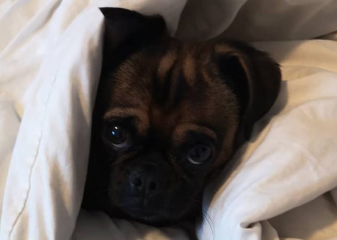 48 Ridiculously Cute Pug Mixes You Have To See To Believe - PetPress