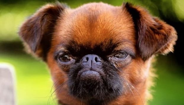14 Main Characteristics of the Brussels Griffon - PetPress