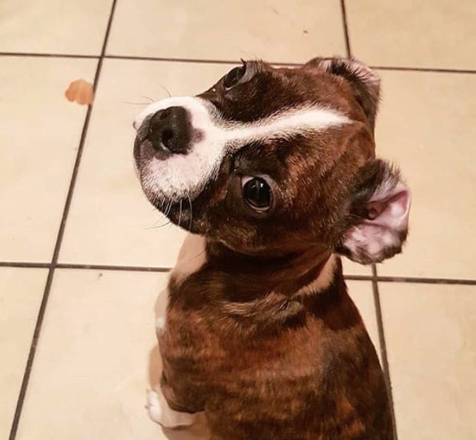 48 Ridiculously Cute Pug Mixes You Have To See To Believe - PetPress